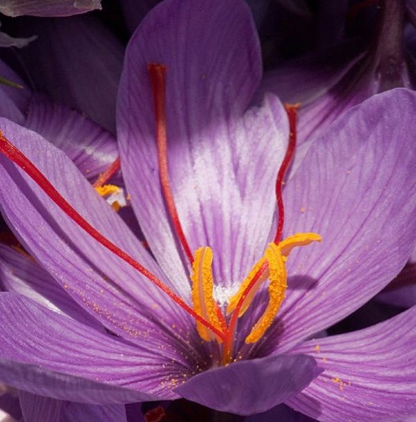 Agrupación Folklórica Rosa del Azafrán — Danza.es